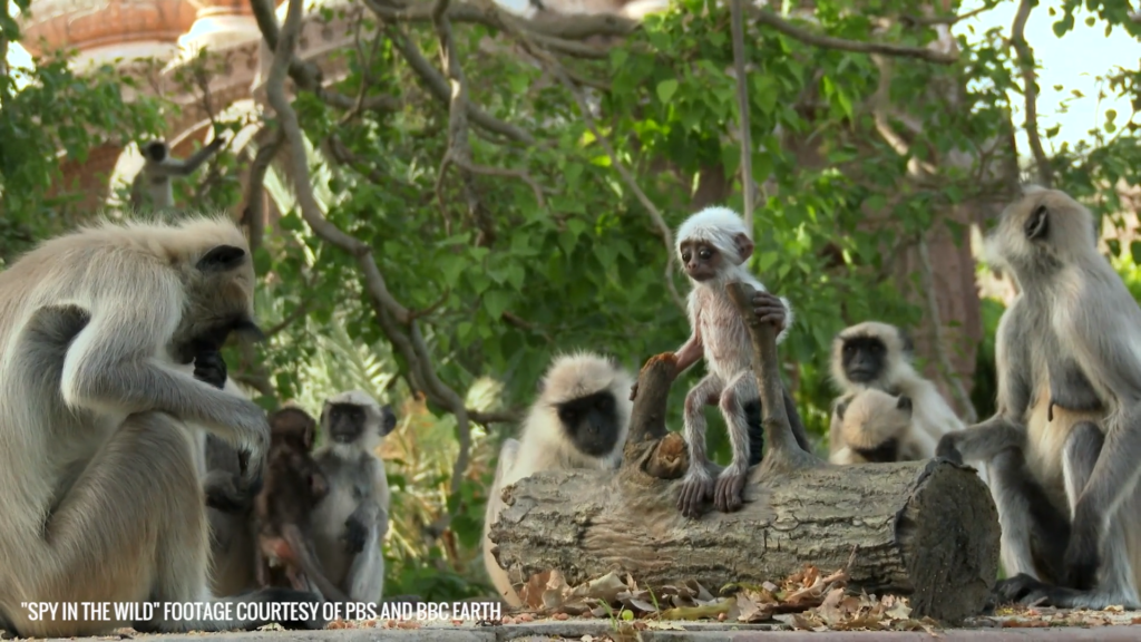 Spy Creatures | Philip Sheppard